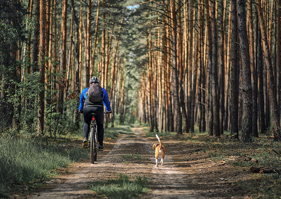 Jak bezpiecznie jeździć na rowerze z psem? - bikeBoard